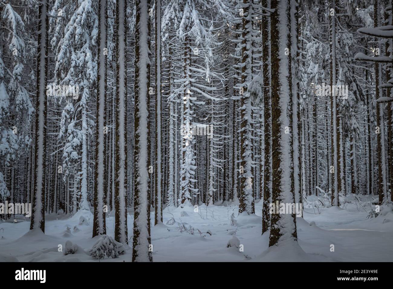 Wald Natur Verschneit Kalt Stockfotos und -bilder Kaufen - Alamy