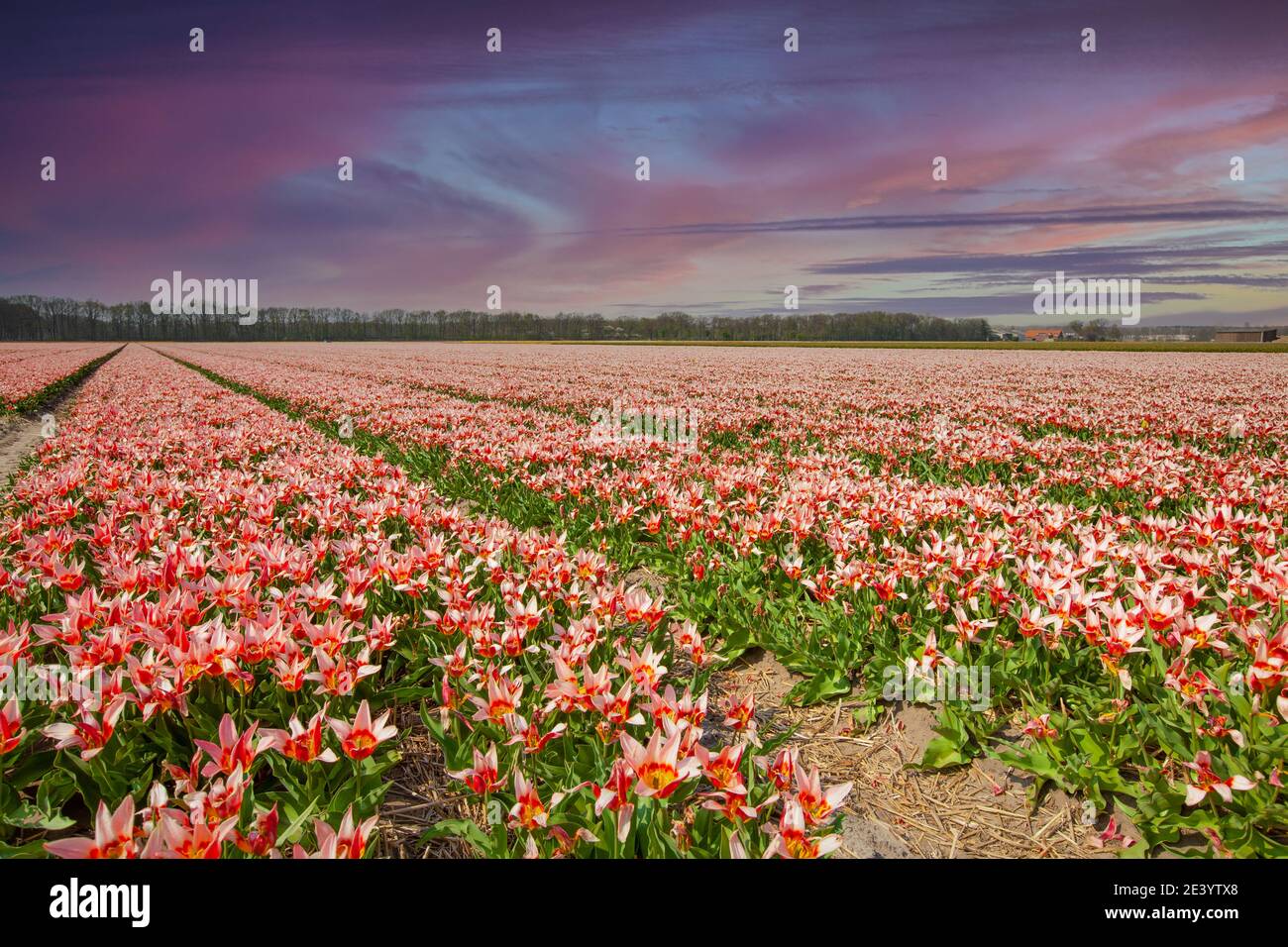 Field yellow tulips sunset -Fotos und -Bildmaterial in hoher Auflösung ...