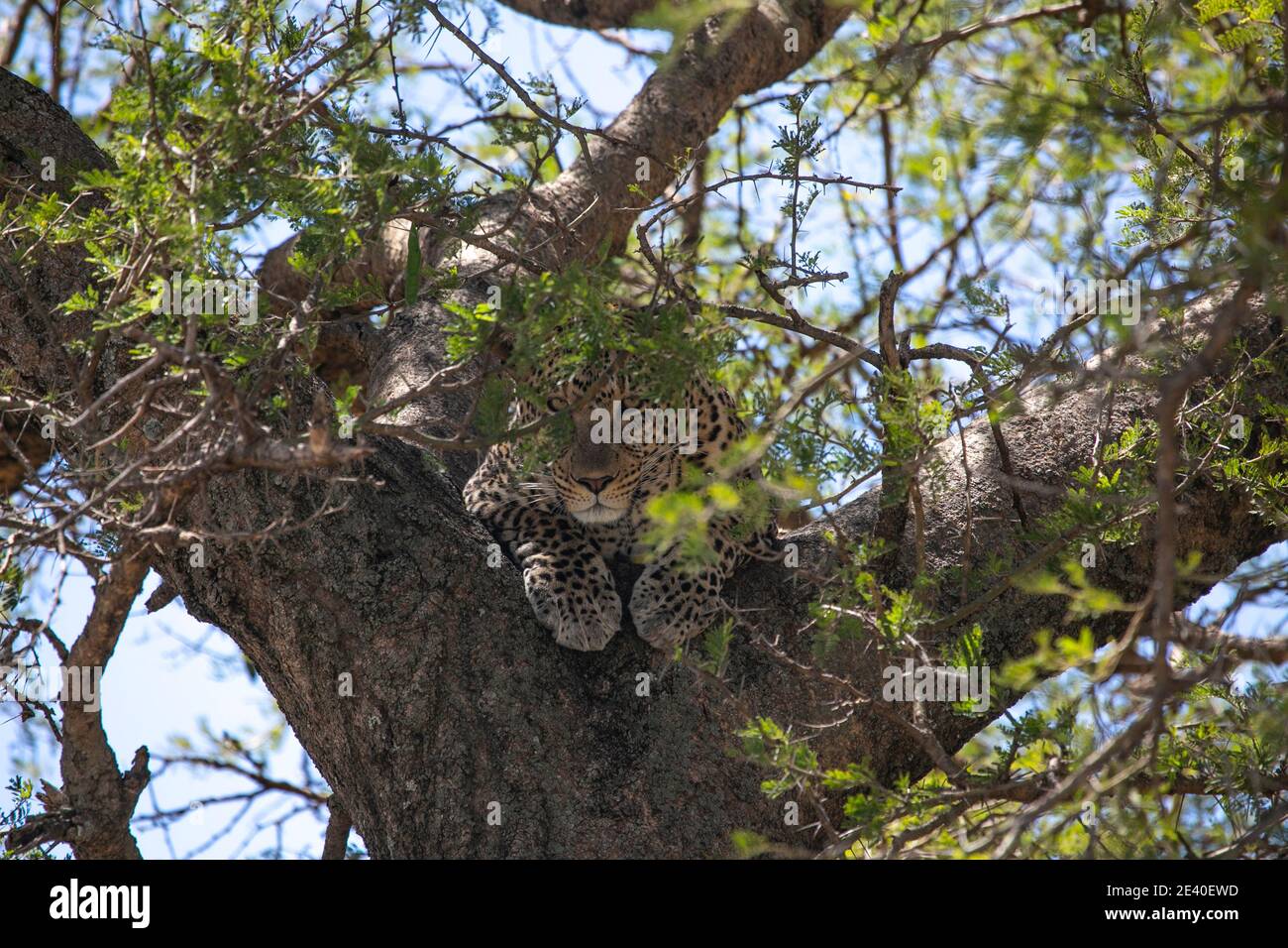 Leopard auf der jagd -Fotos und -Bildmaterial in hoher Auflösung – Alamy