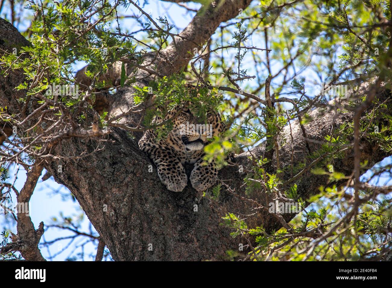 Leopard auf der jagd -Fotos und -Bildmaterial in hoher Auflösung – Alamy