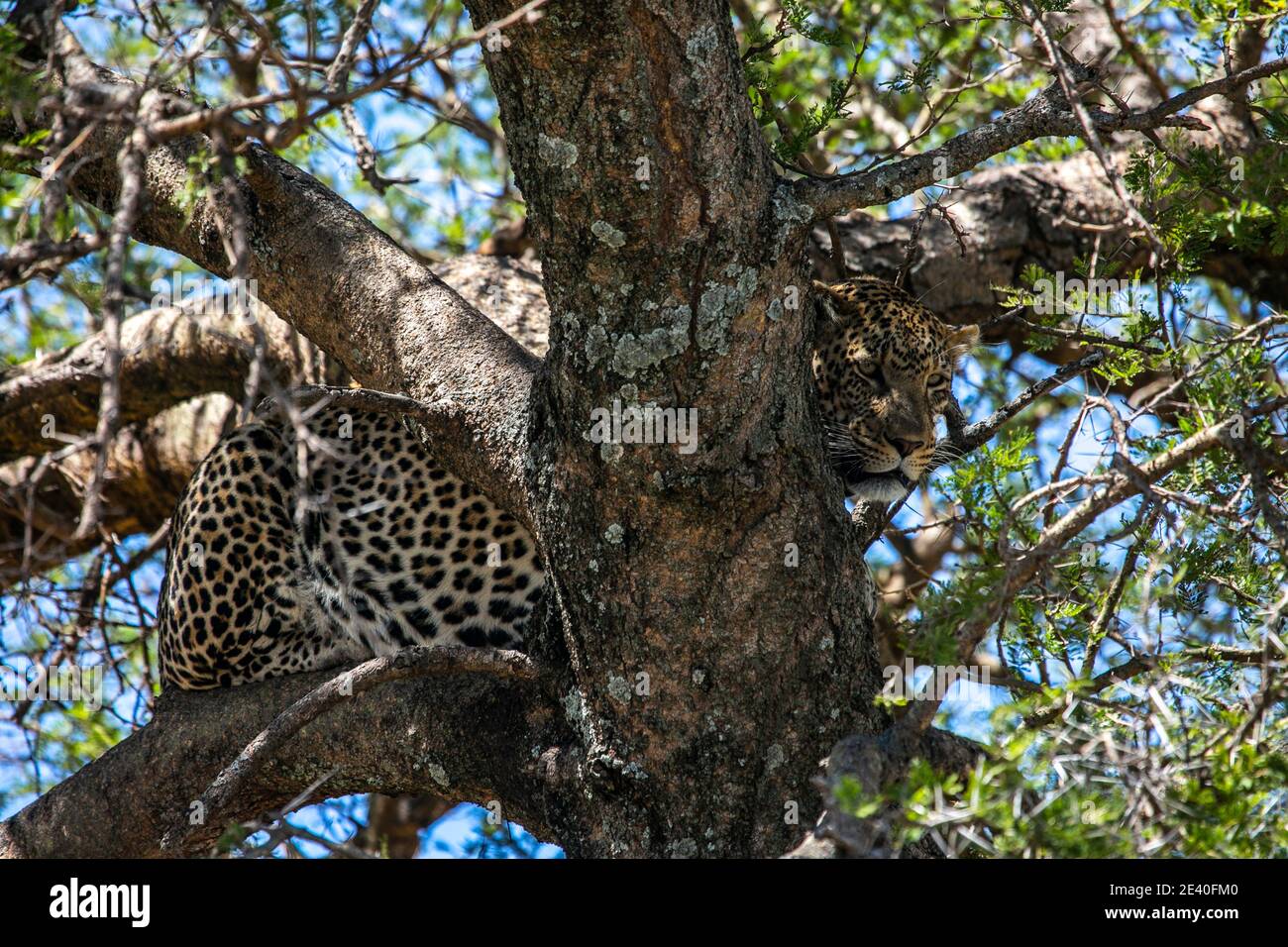 Leopard auf der jagd -Fotos und -Bildmaterial in hoher Auflösung – Alamy