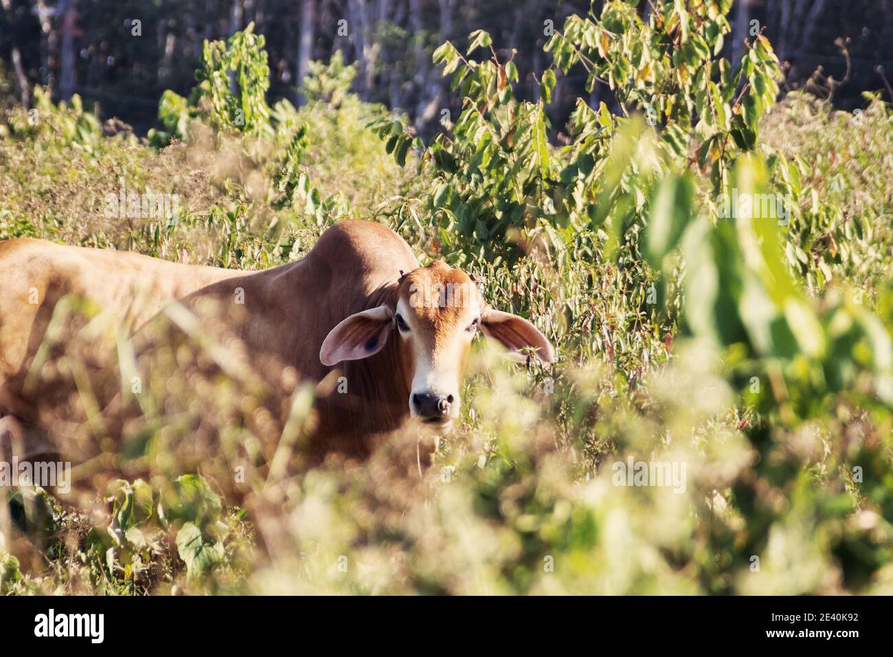 Zebu rassen -Fotos und -Bildmaterial in hoher Auflösung – Alamy