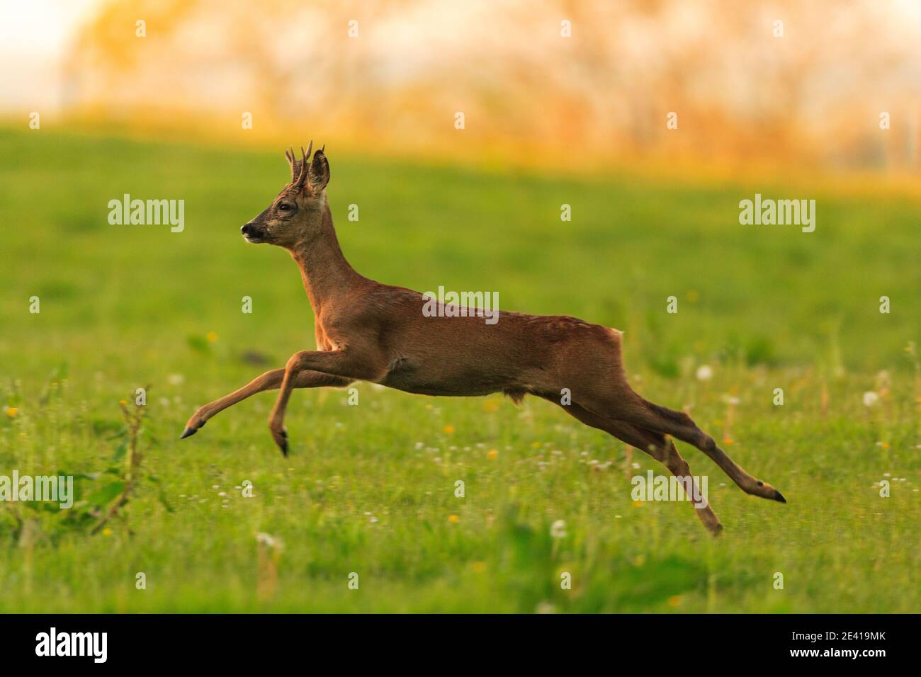 Rehe im sprung -Fotos und -Bildmaterial in hoher Auflösung – Alamy