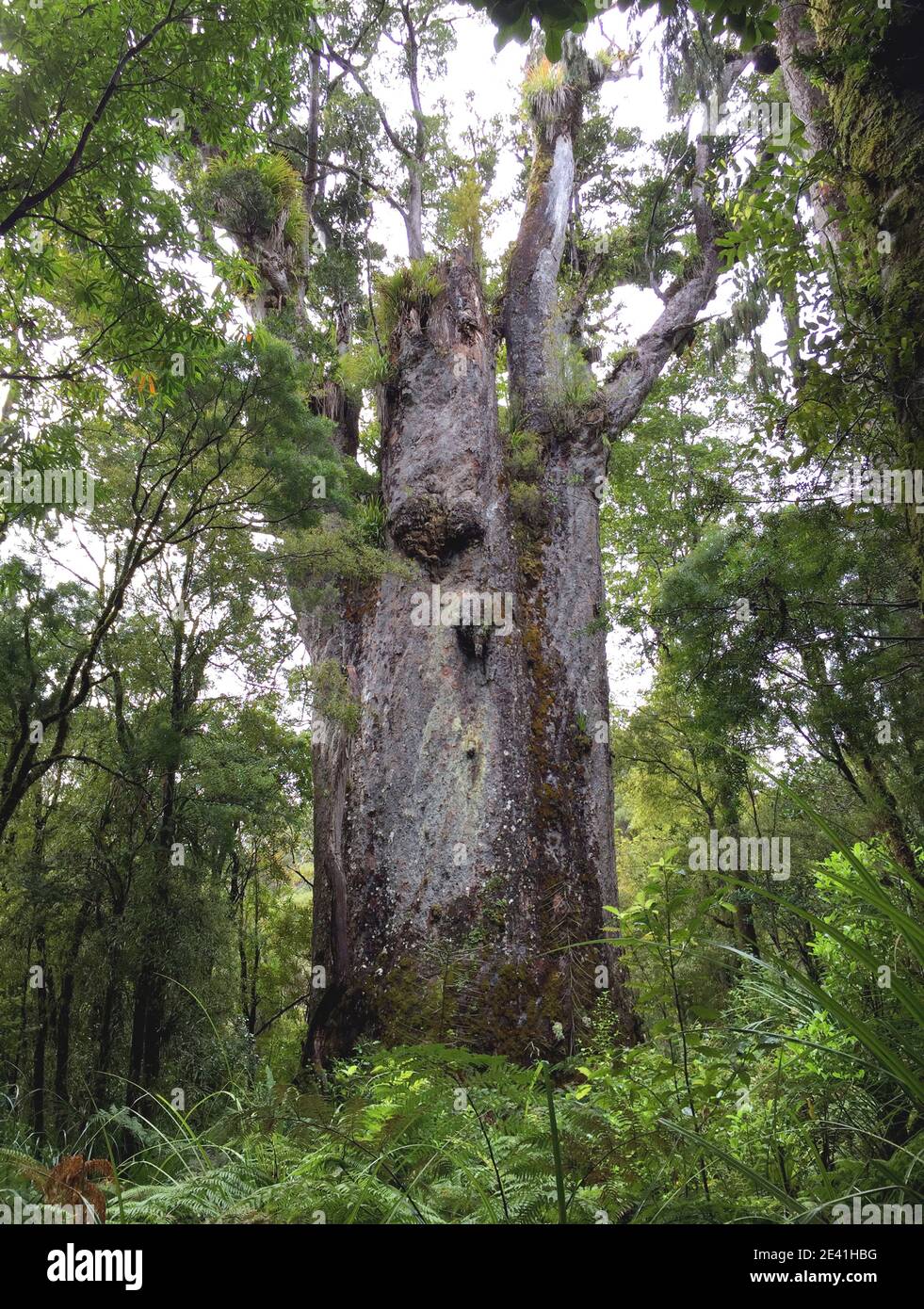 Riesiger kauribaum -Fotos und -Bildmaterial in hoher Auflösung – Alamy