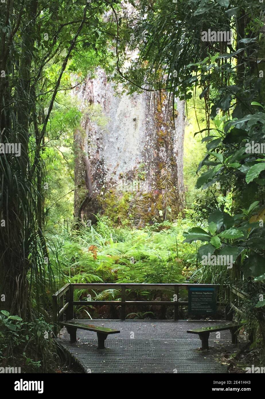 Ein riesiger kauribaum -Fotos und -Bildmaterial in hoher Auflösung – Alamy