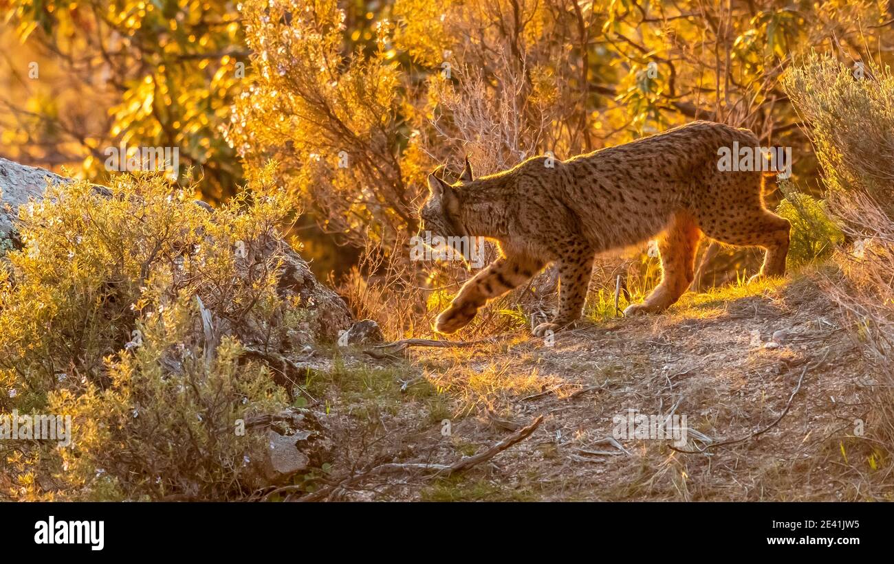 Luchs arten -Fotos und -Bildmaterial in hoher Auflösung – Alamy