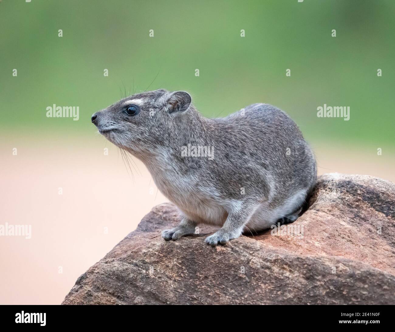 Tsavo elephant -Fotos und -Bildmaterial in hoher Auflösung – Alamy