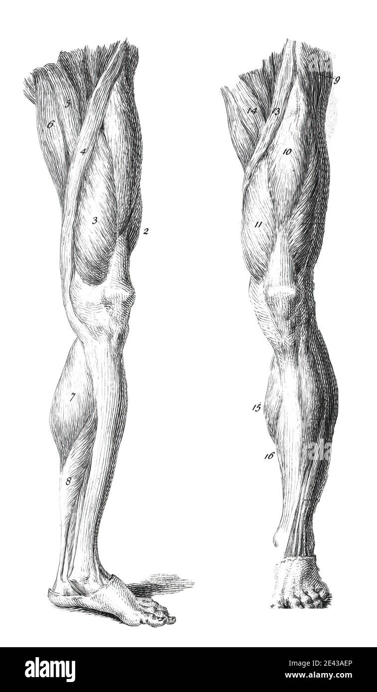 Anatomie muskulatur bein -Fotos und -Bildmaterial in hoher Auflösung ...