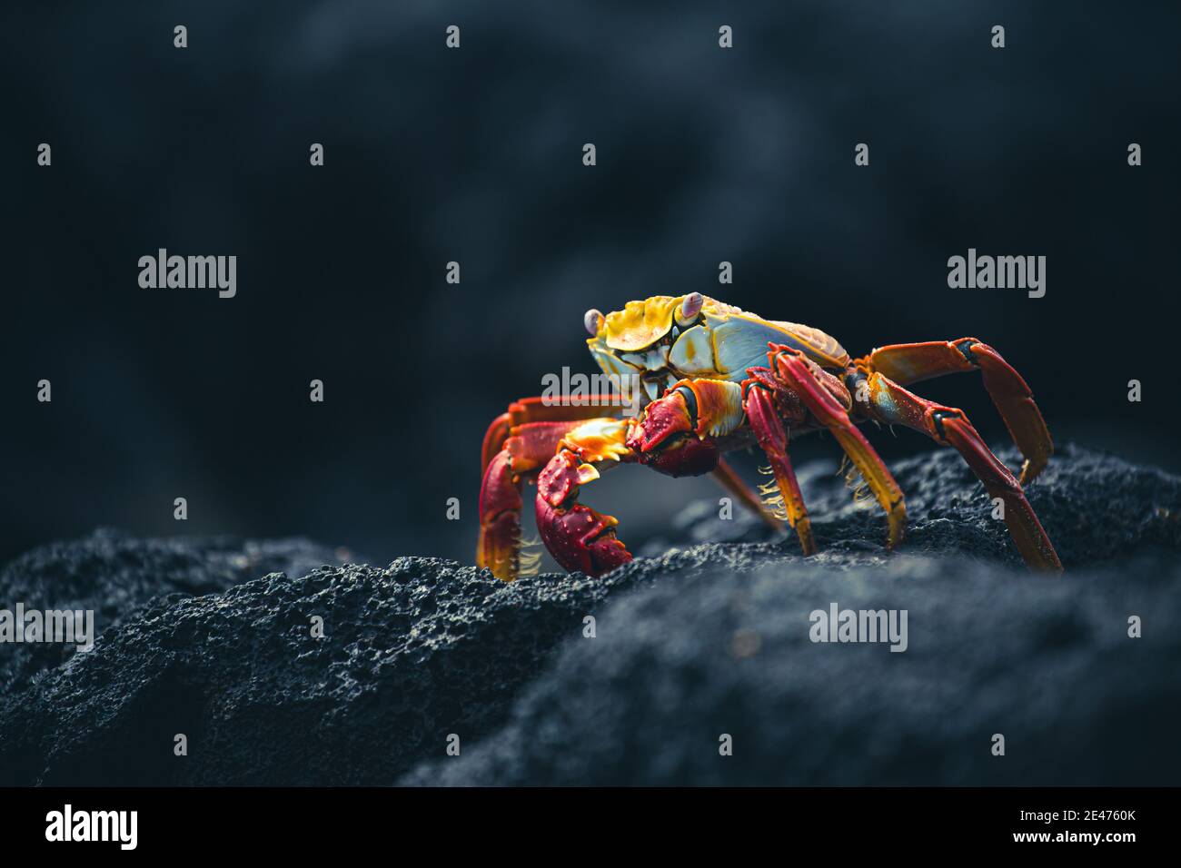 Blaue krabbenkrallen Stockfotos und -bilder Kaufen - Alamy