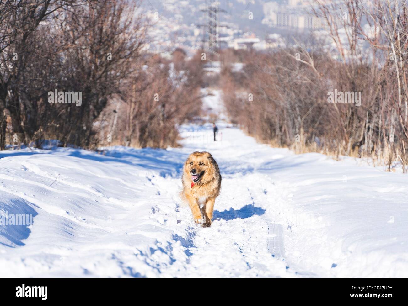 Beige hund -Fotos und -Bildmaterial in hoher Auflösung – Alamy