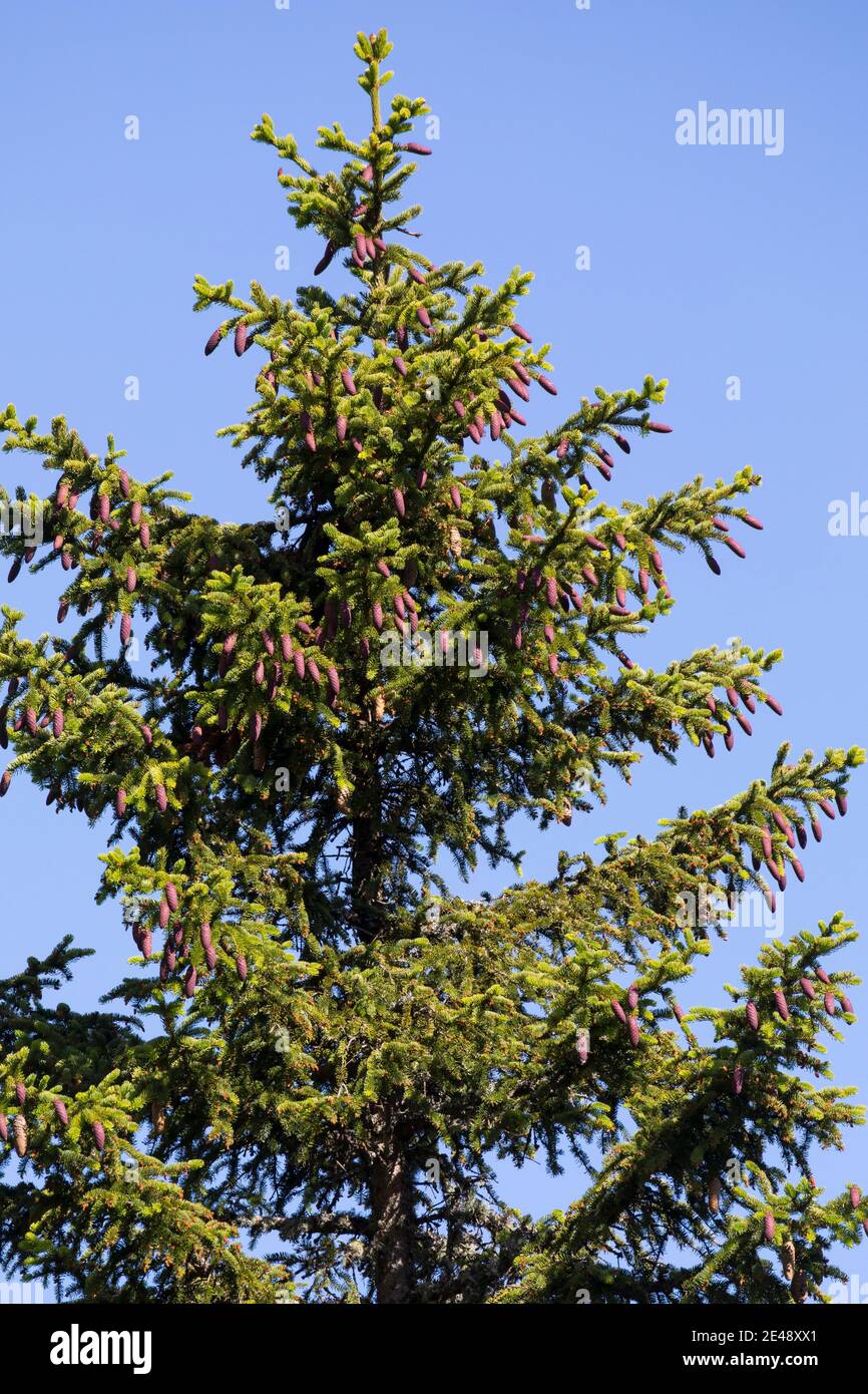 Fichte, Fichten, Gewöhnliche Fichte, Rot-Fichte, Rotfichte, Picea abies ...