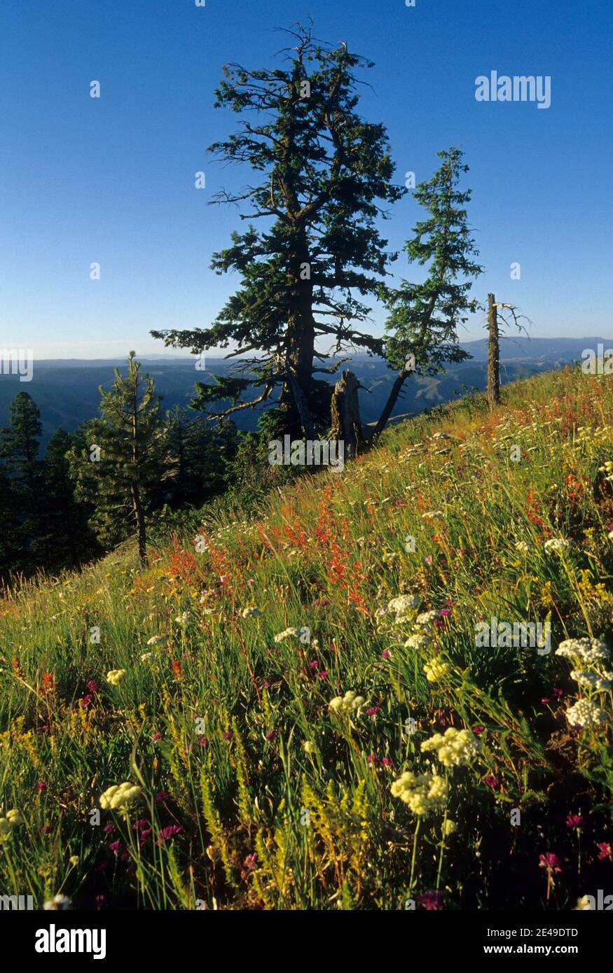 FIR at Hells Canyon Overlook, Hells Canyon National Recreation Area ... FIR at Hells Canyon Overlook, Hells Canyon National Recreation Area ...