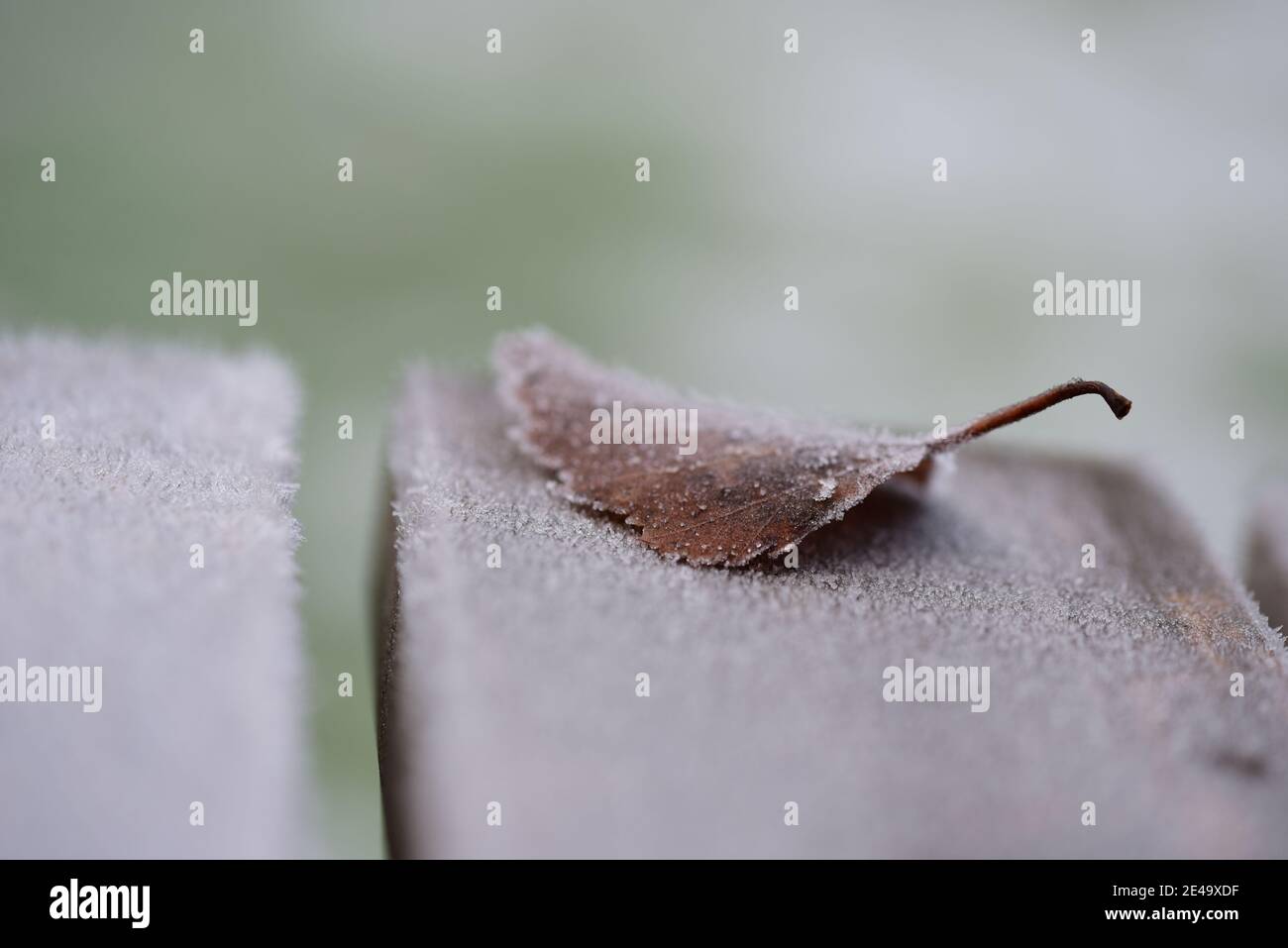Frost am blatt -Fotos und -Bildmaterial in hoher Auflösung – Alamy