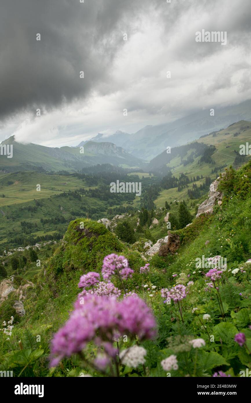 Rainy flowers -Fotos und -Bildmaterial in hoher Auflösung – Alamy