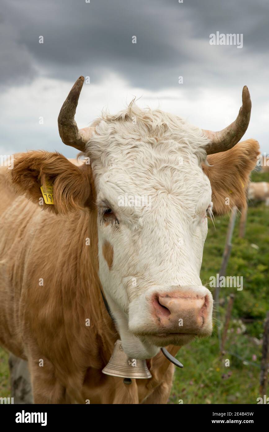 Schweizer kuh mit glocke Stockfotos und -bilder Kaufen - Alamy
