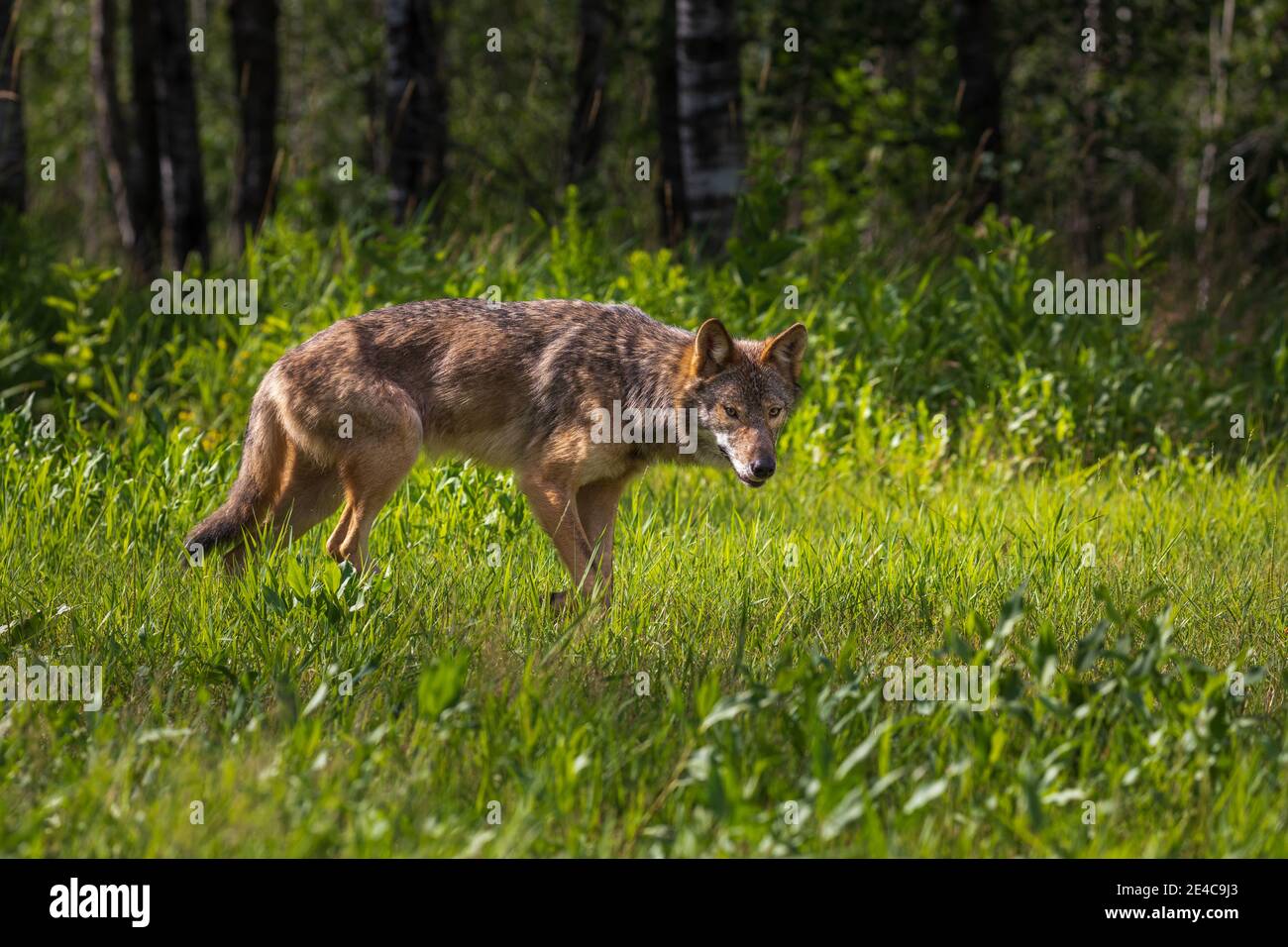 Adult grey wolf -Fotos und -Bildmaterial in hoher Auflösung – Alamy