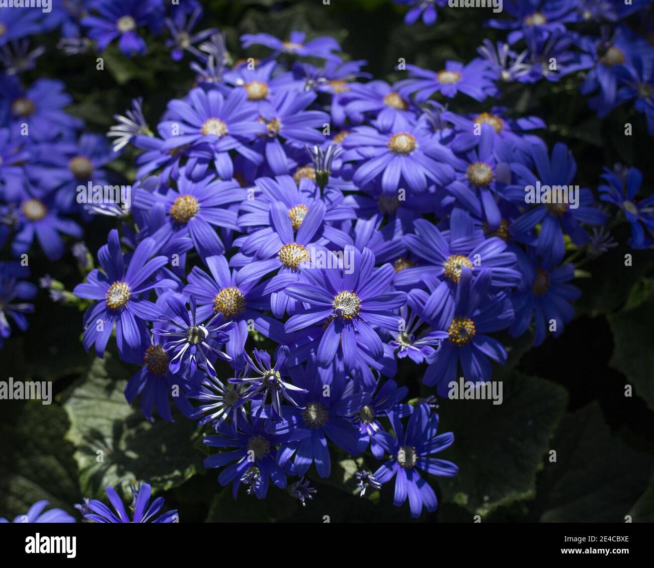Cineraria Pericallis Hybrida Stockfotos und -bilder Kaufen - Alamy