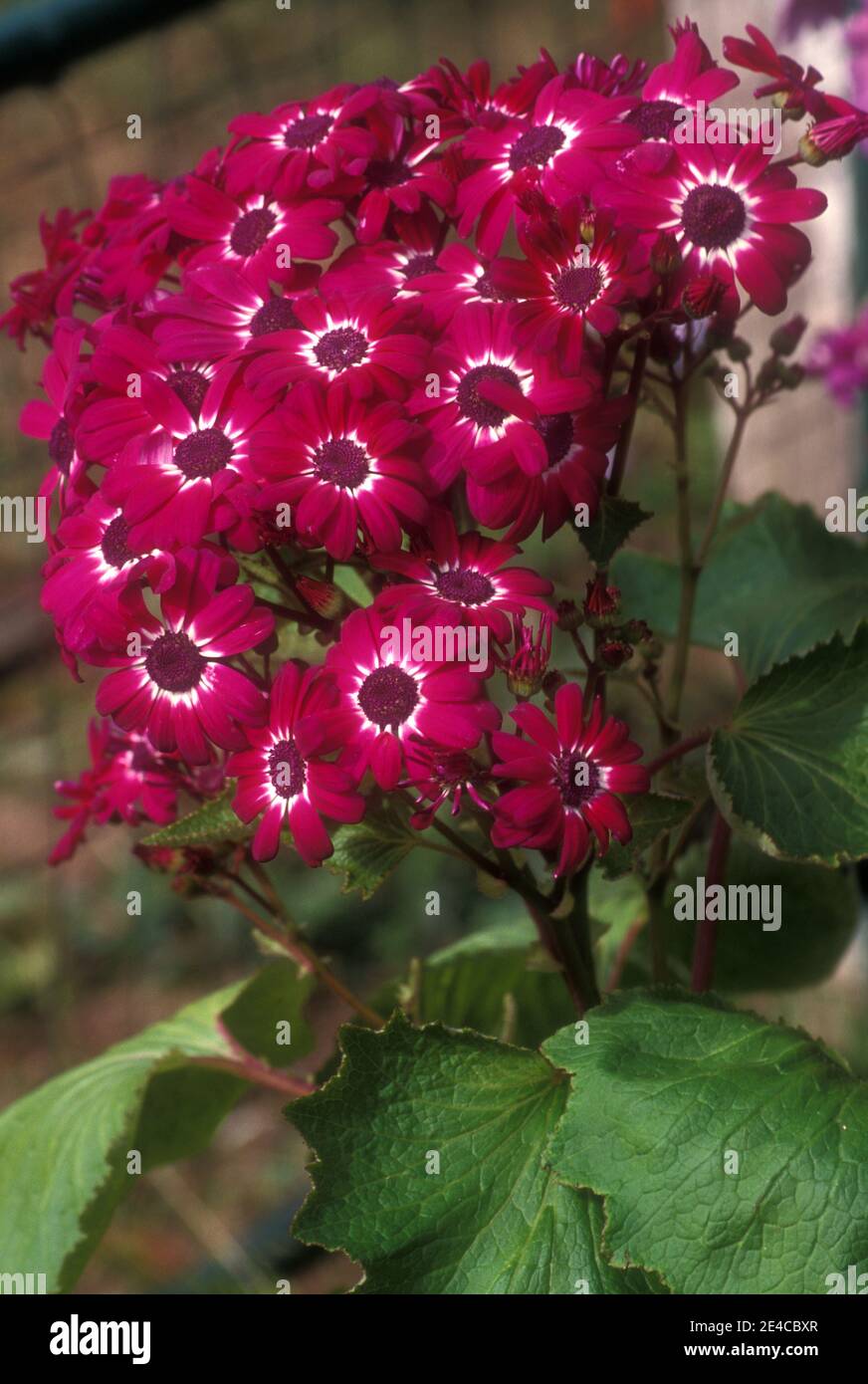 Cineraria pericallis hybrida -Fotos und -Bildmaterial in hoher ...