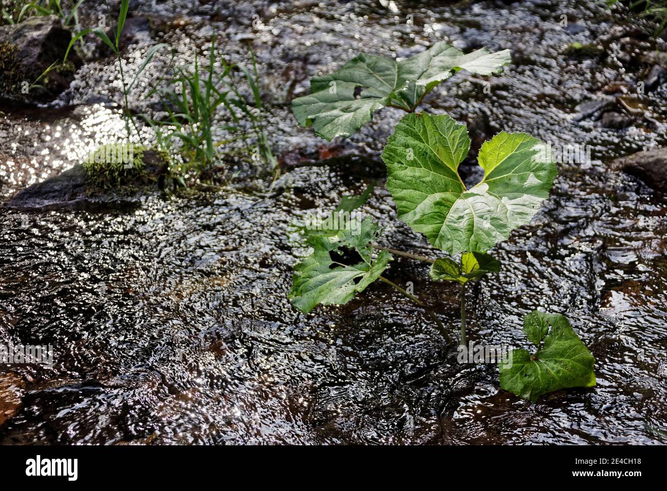 Pflanze steht im bach -Fotos und -Bildmaterial in hoher Auflösung – Alamy