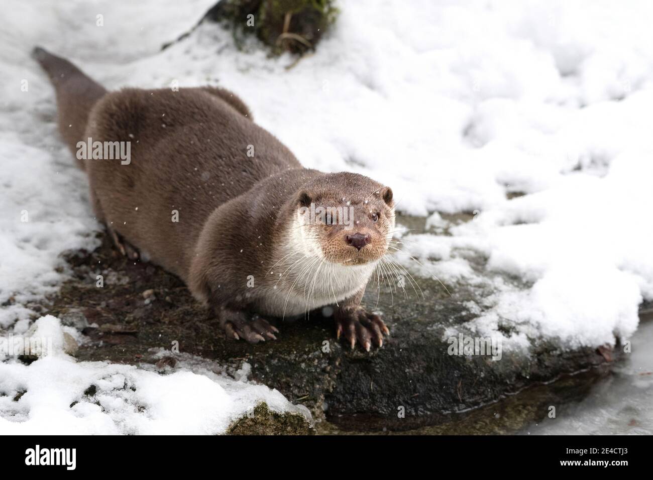 Bachlauf lebensraum otter -Fotos und -Bildmaterial in hoher Auflösung – Alamy