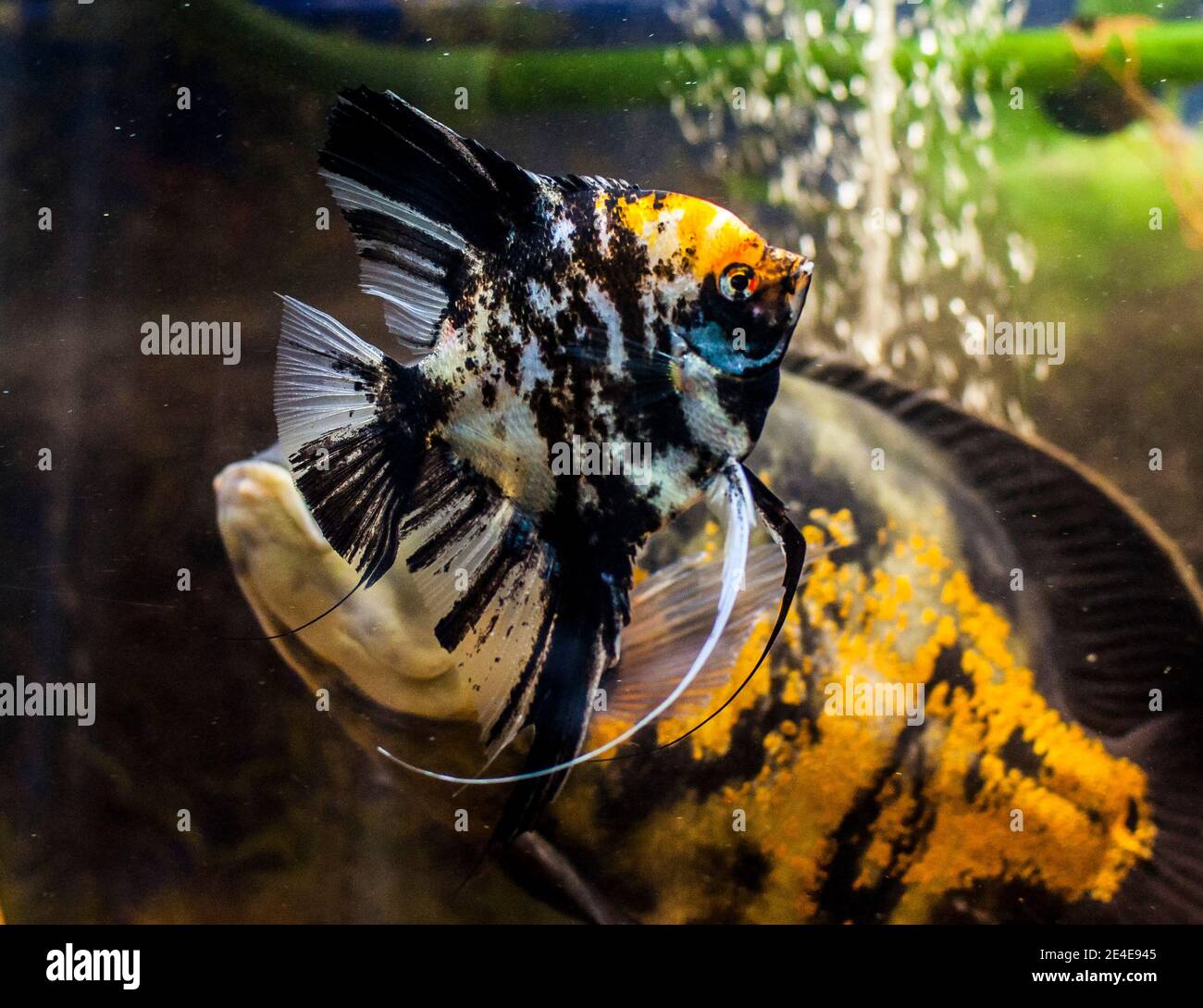 Schwarzer Angelfisch (pterophyllum scalare) im Aquarium Stockfotografie ...