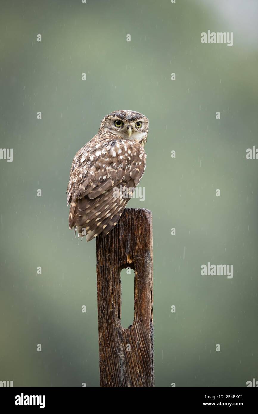 Nasse eule -Fotos und -Bildmaterial in hoher Auflösung – Alamy