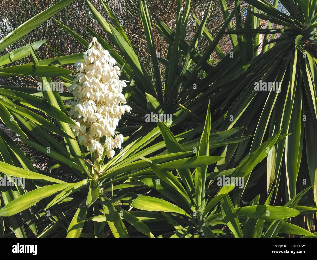 Bluten Yucca Palme