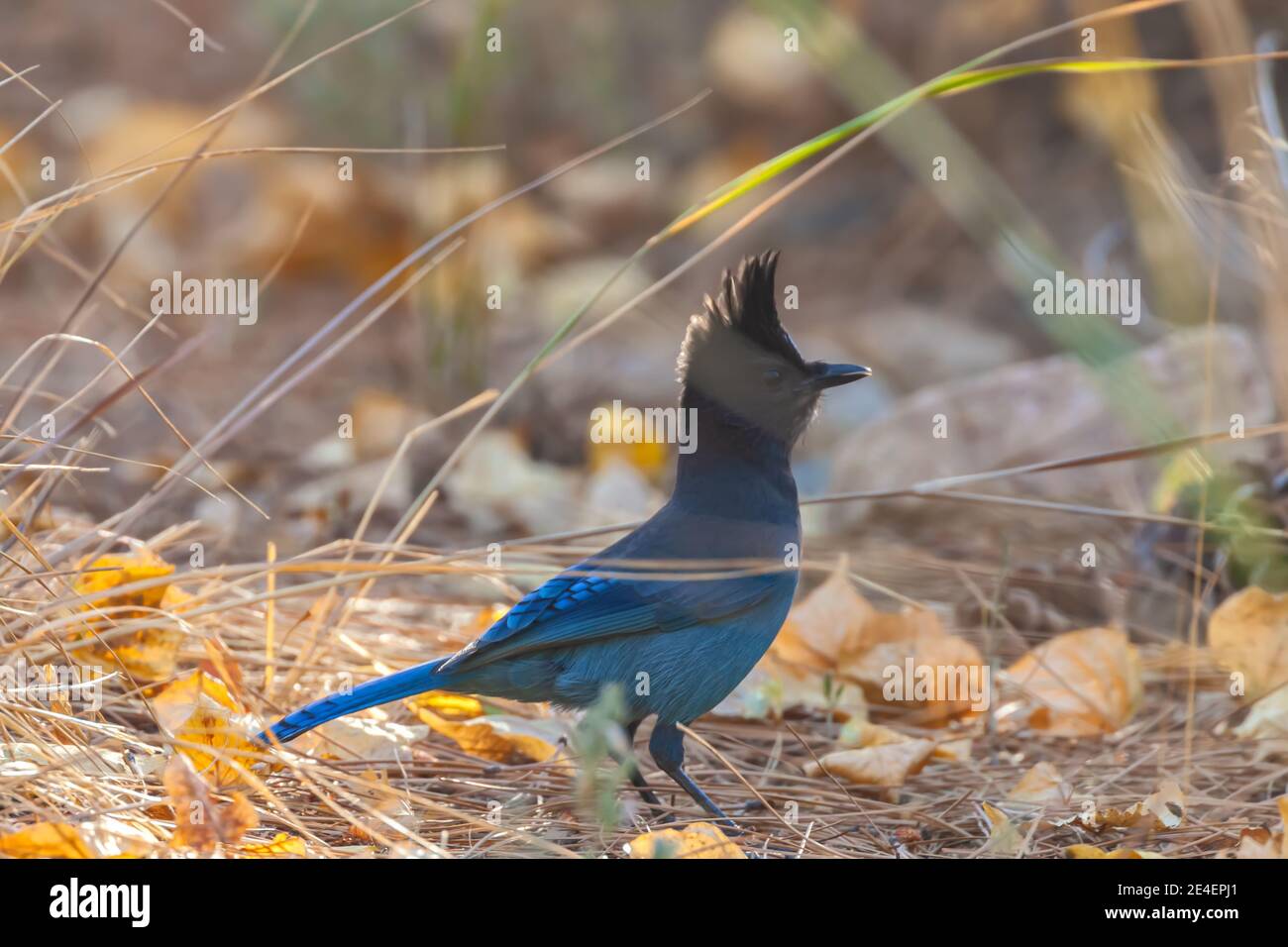 Eastern blue jay -Fotos und -Bildmaterial in hoher Auflösung – Alamy