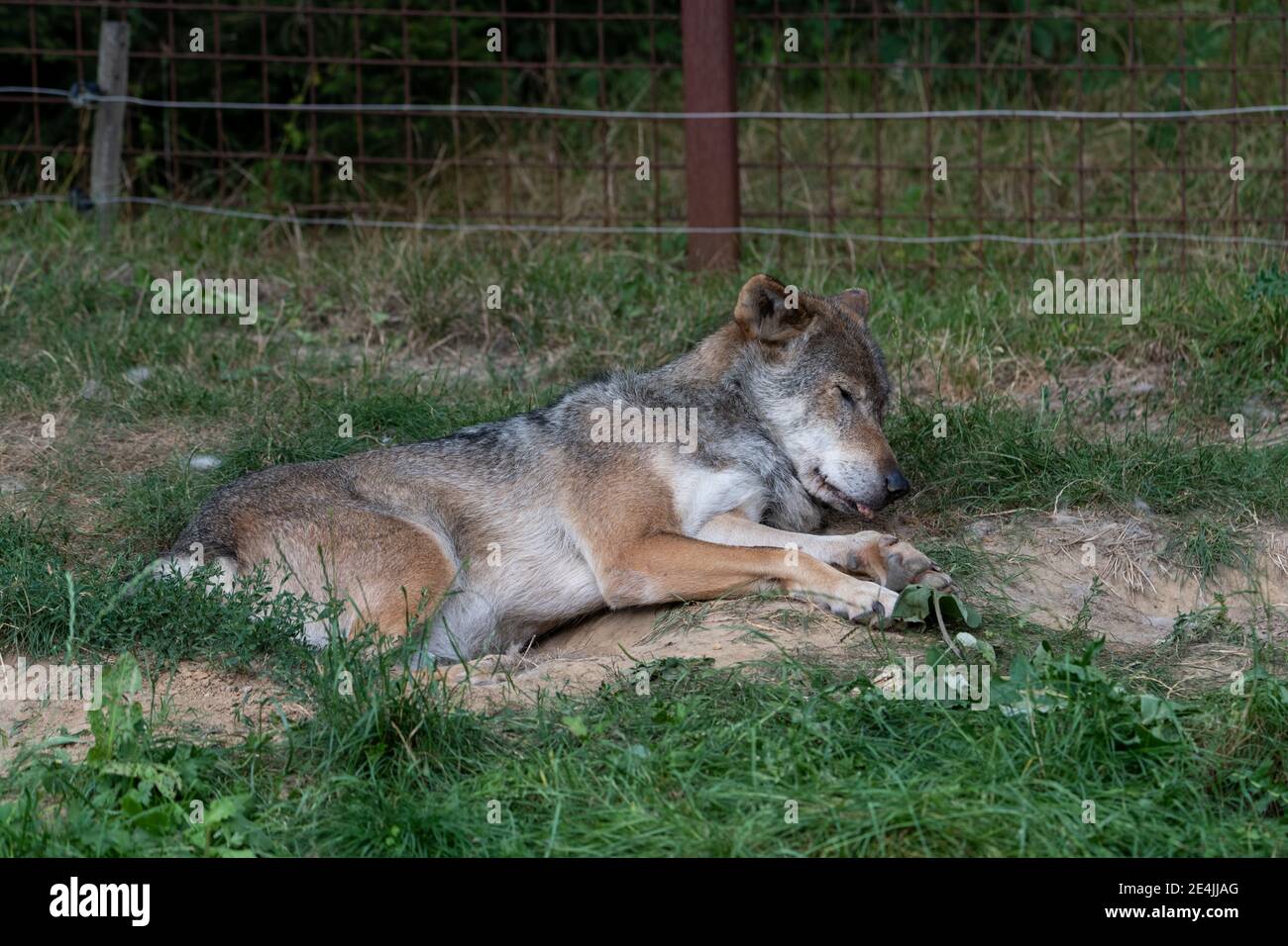 Eurasischer Wolf liegt auf dem Boden, ruht und schläft, hat immer noch ...