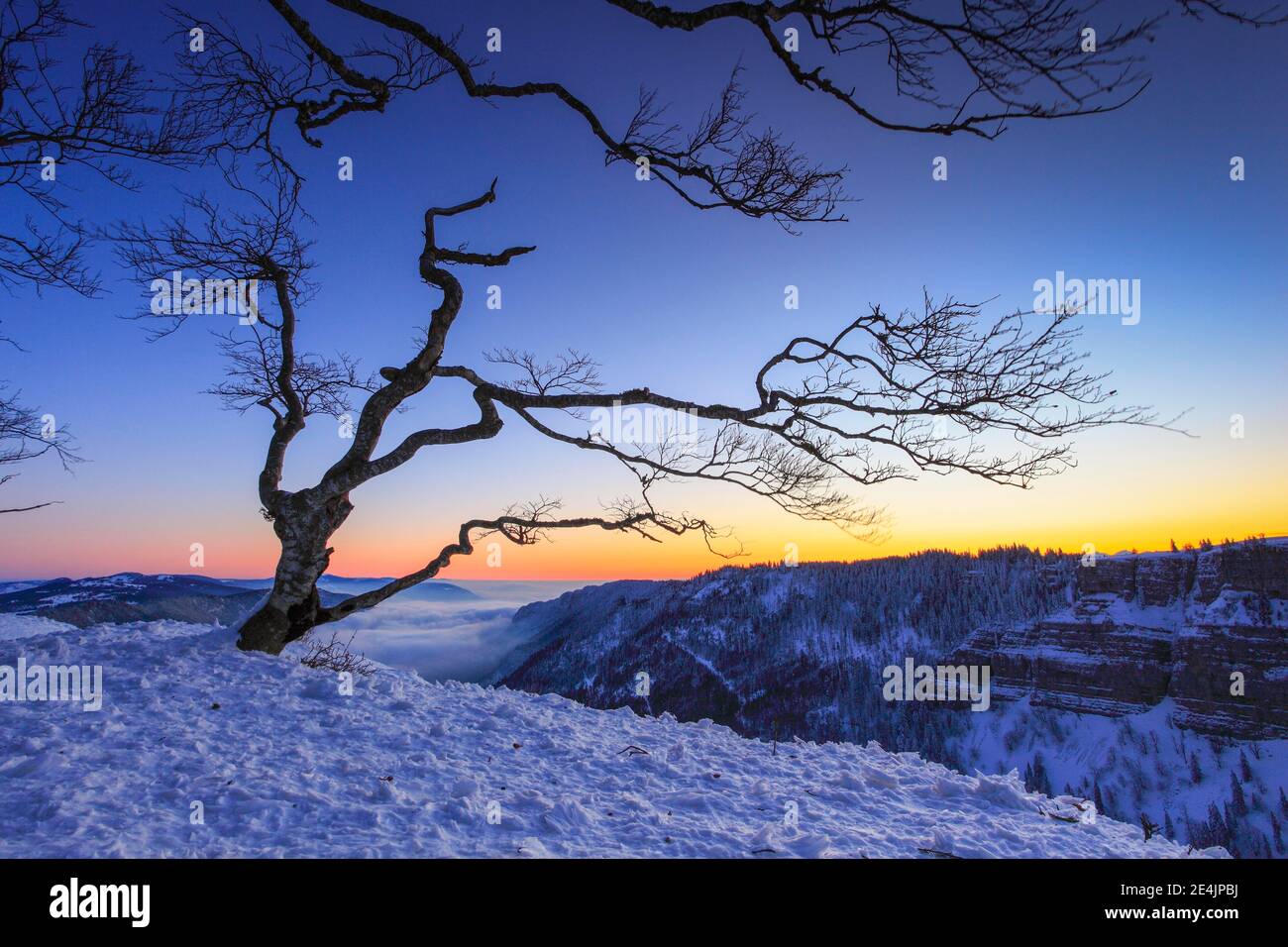 Buche himmel blick -Fotos und -Bildmaterial in hoher Auflösung – Alamy