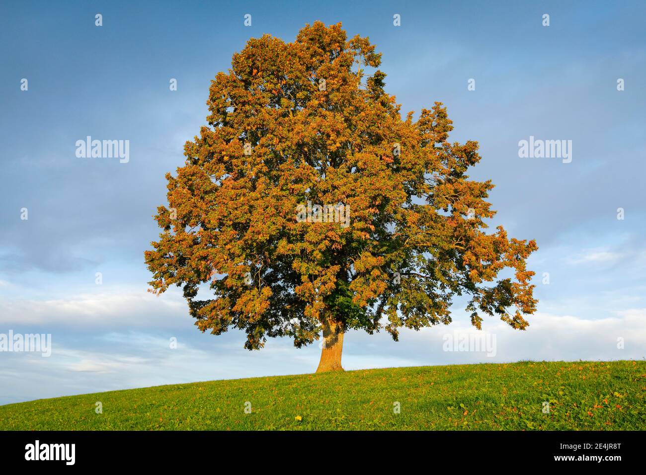 Linde baum -Fotos und -Bildmaterial in hoher Auflösung – Alamy