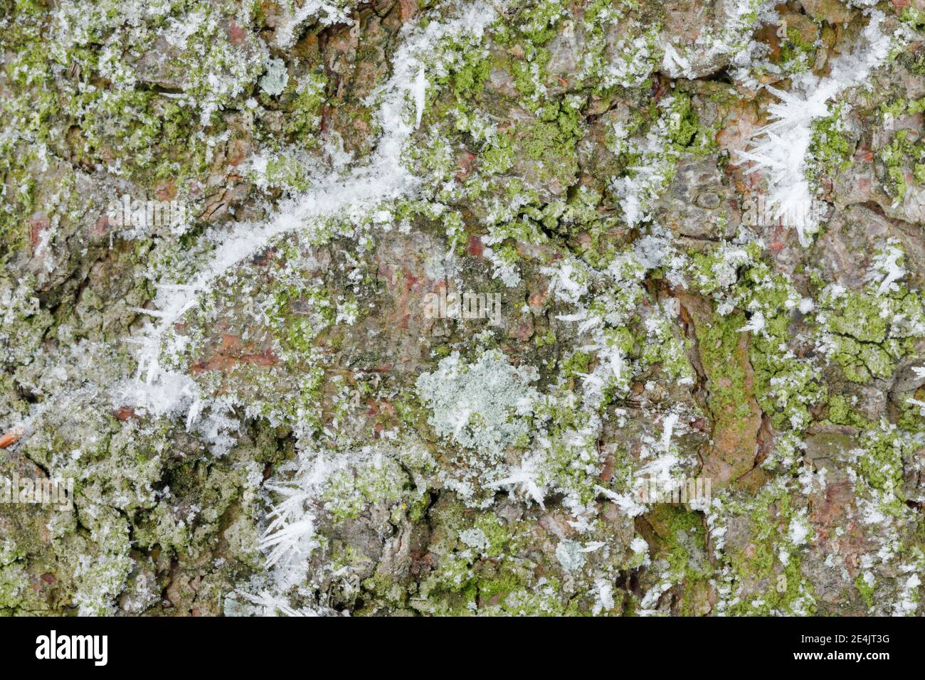 Fichte baumrinde -Fotos und -Bildmaterial in hoher Auflösung – Alamy