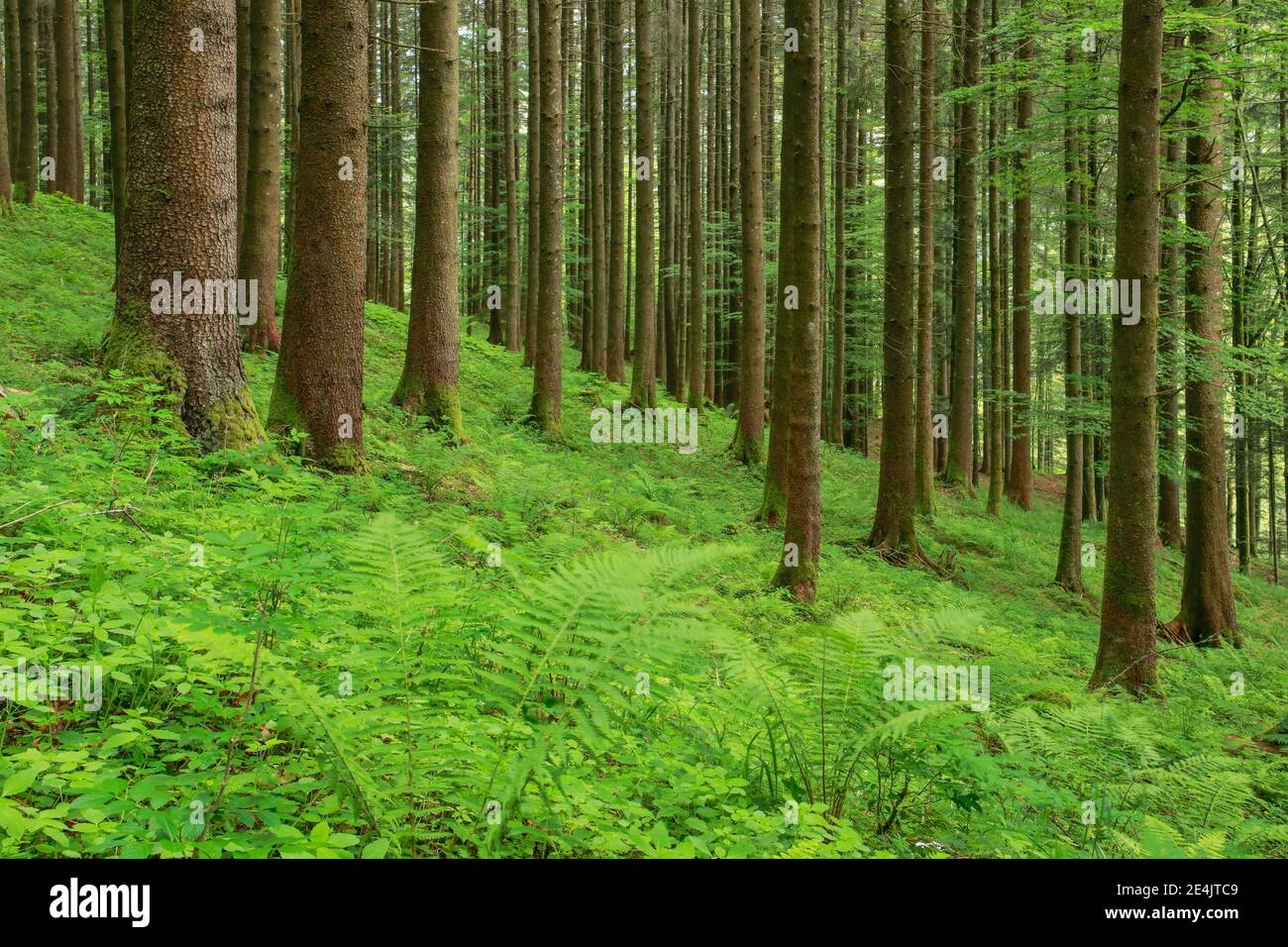 Fichten tannenwald -Fotos und -Bildmaterial in hoher Auflösung – Alamy