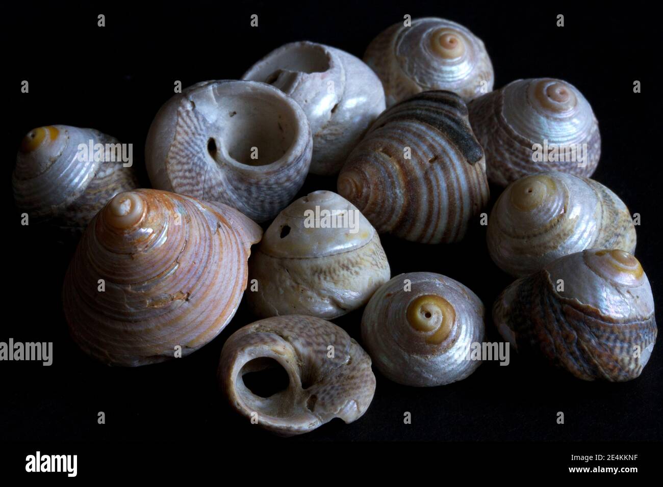 Eine Sammlung von Top Shells, die nach einem Wintersturm an der ...