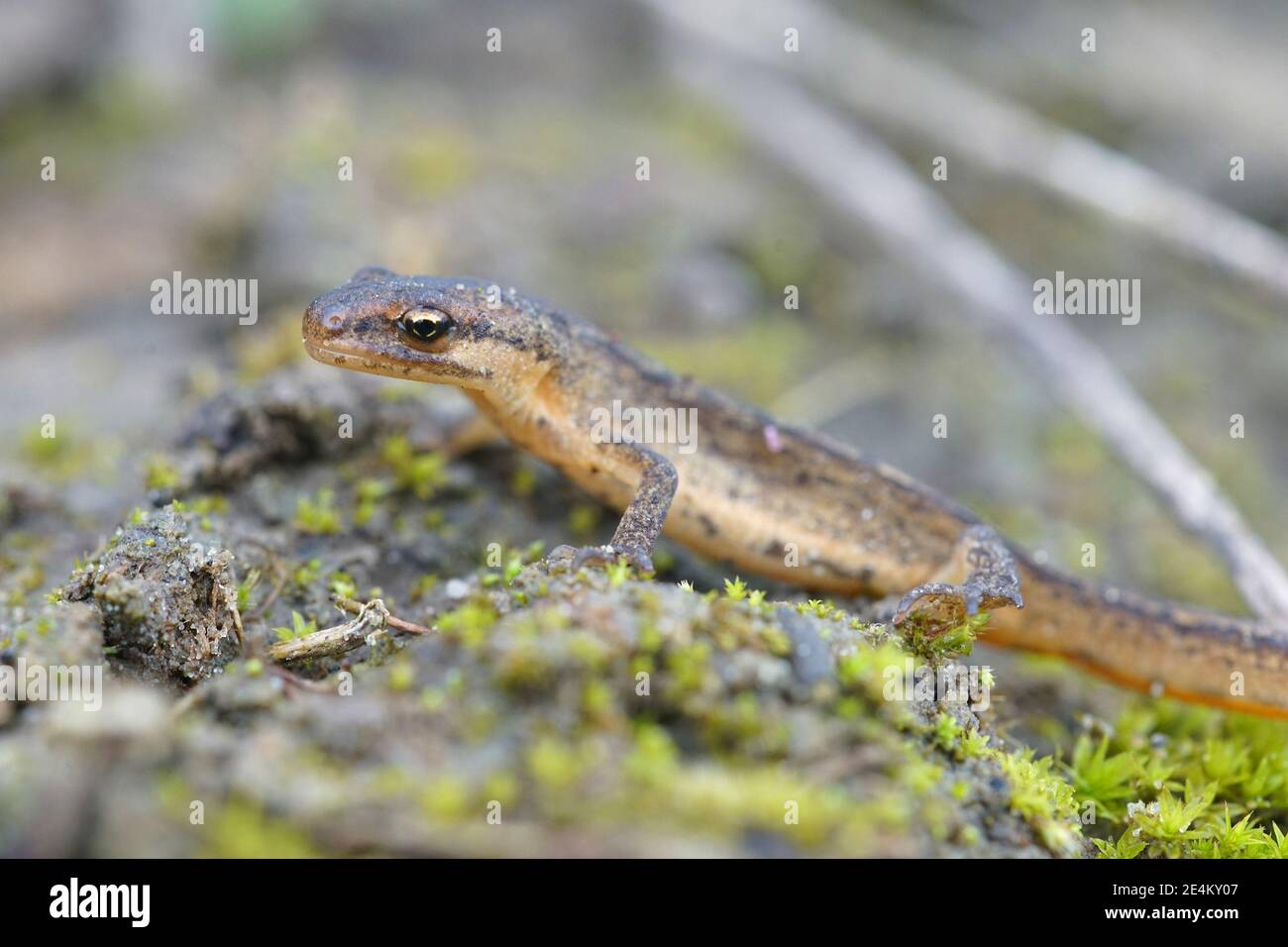 Europäische molche -Fotos und -Bildmaterial in hoher Auflösung – Alamy