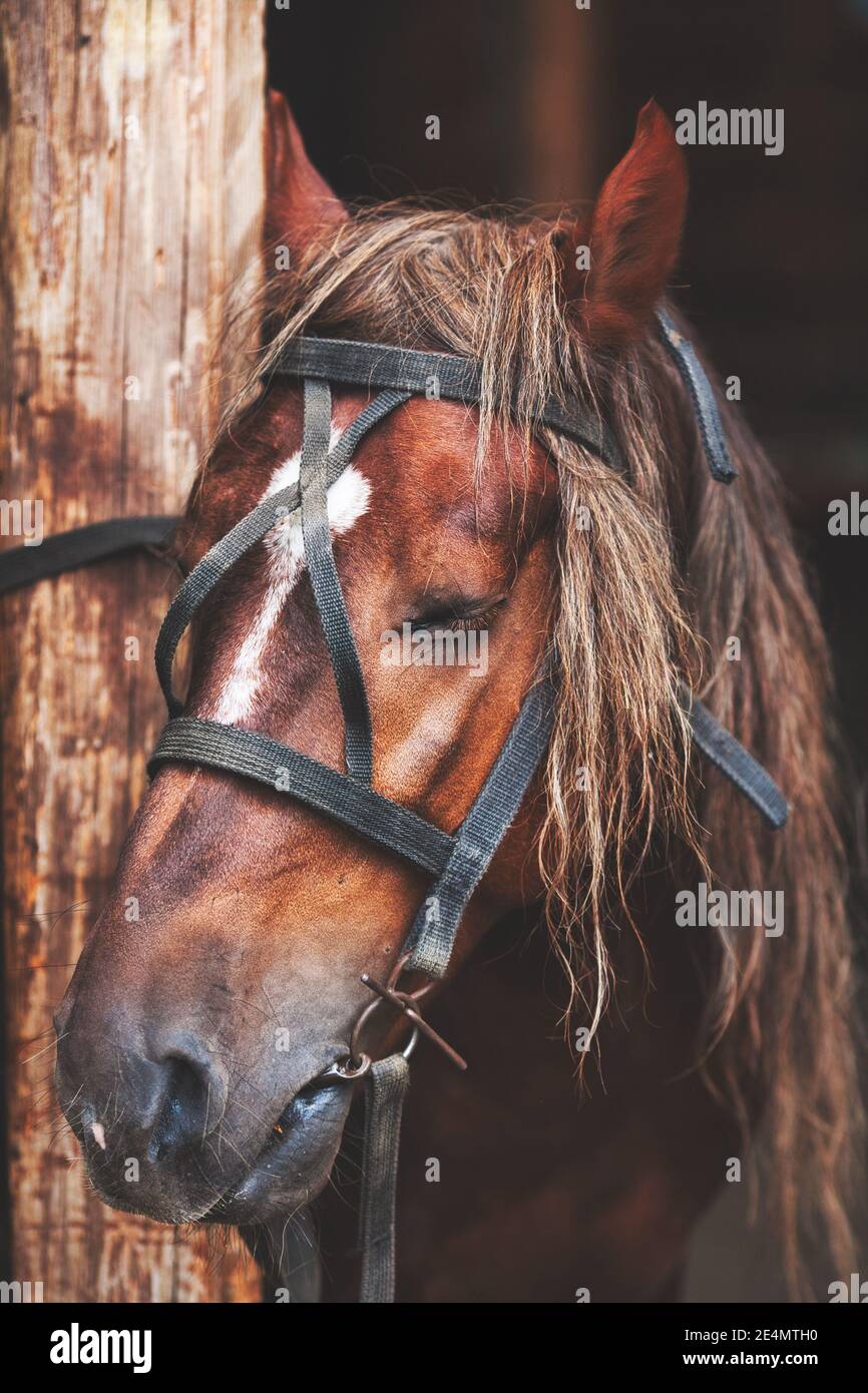 Pferd gefesselt -Fotos und -Bildmaterial in hoher Auflösung – Alamy