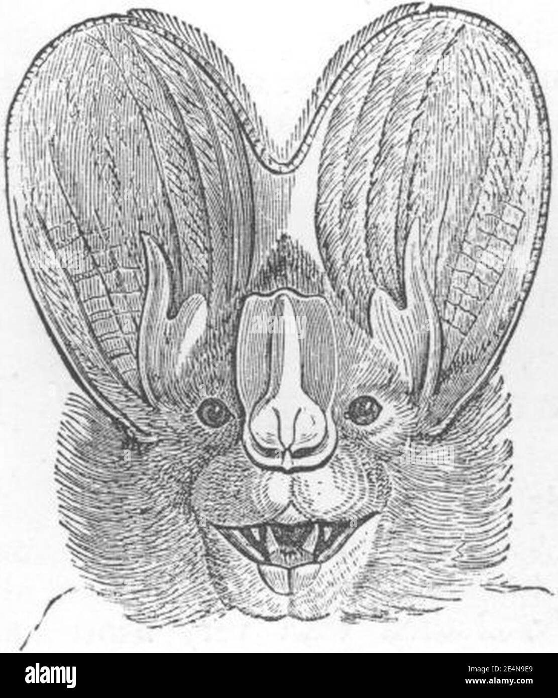 Megaderma lyra Stockfotos und -bilder Kaufen - Alamy