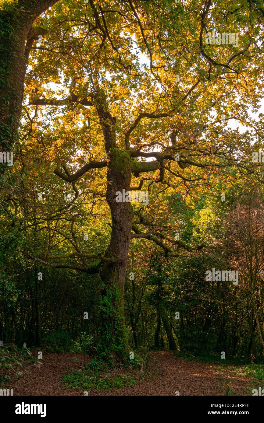 Alter baum im wald -Fotos und -Bildmaterial in hoher Auflösung – Alamy