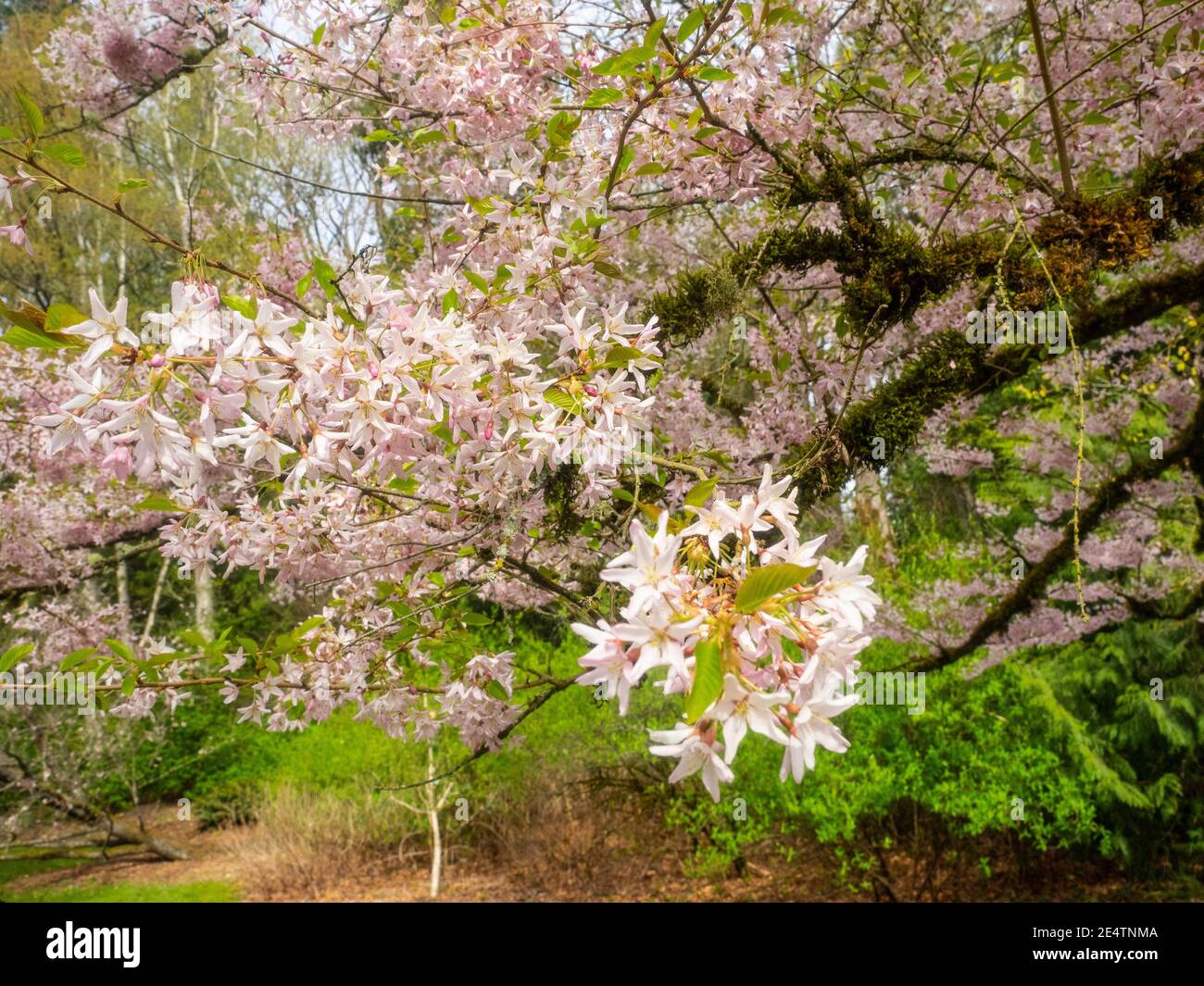 Japanische Kirsche (Prunus serrulata 'Horinji') ist eine Kirschart, die ...