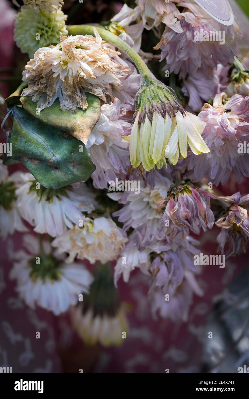 Welkende blumen -Fotos und -Bildmaterial in hoher Auflösung – Alamy