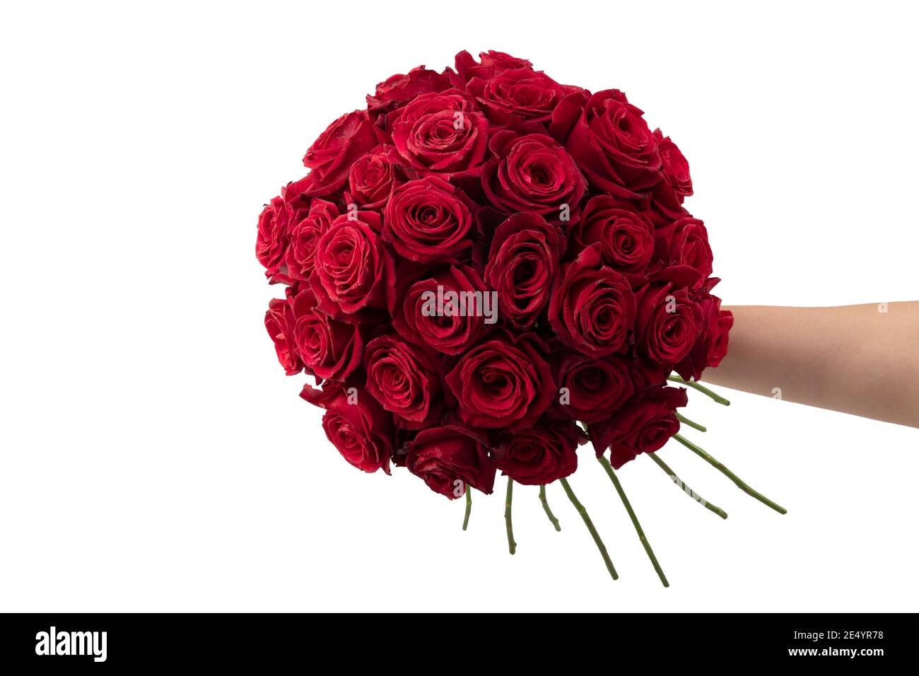 Rote Rosen Hintergrund. Viele rote Rosen, ein riesiger Strauß Rosen ...