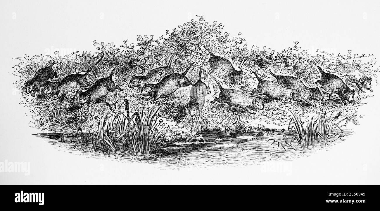 Braune pest -Fotos und -Bildmaterial in hoher Auflösung – Alamy