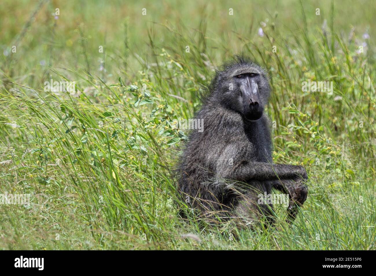 Pavian sitzt -Fotos und -Bildmaterial in hoher Auflösung – Alamy