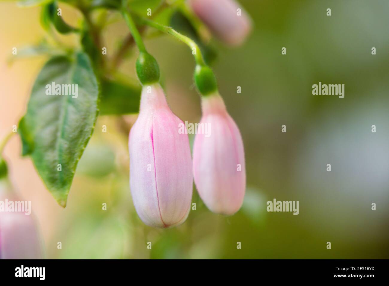 Rosa fuchsia rose magenta -Fotos und -Bildmaterial in hoher Auflösung ...