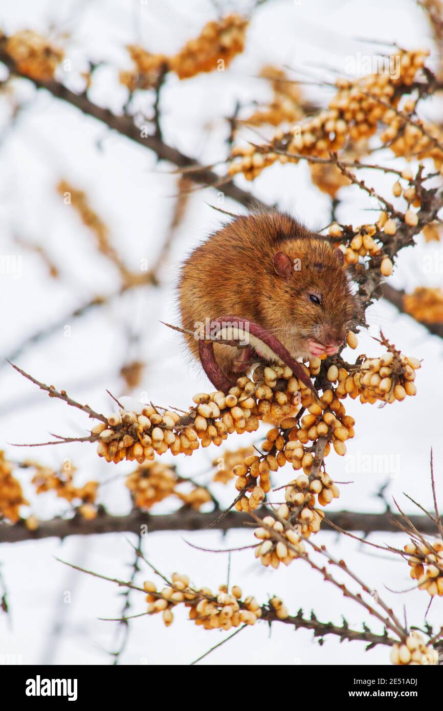 Die Ratte sitzt im Winter frostig auf einem Ast und isst Sanddorn ...