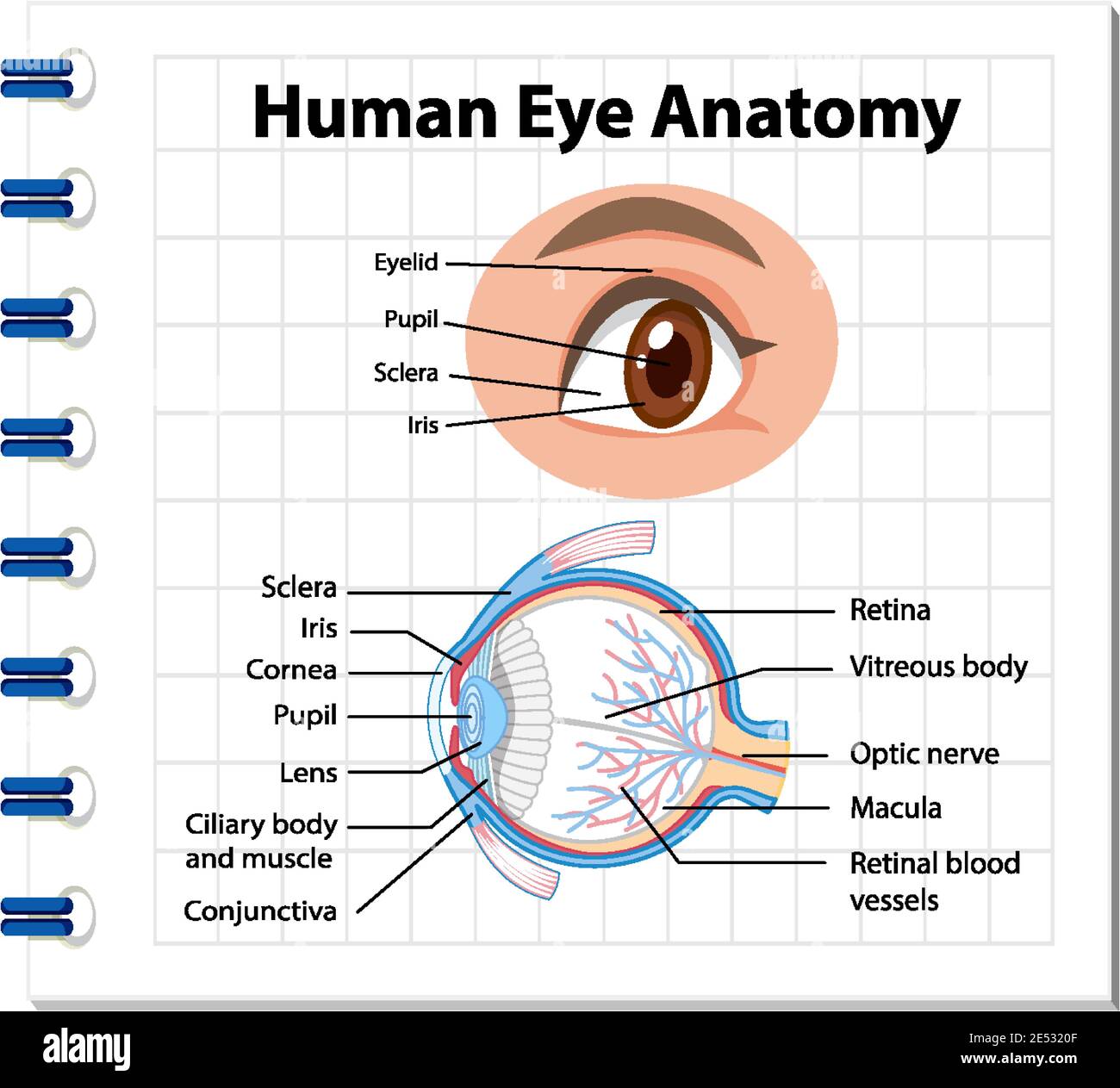 Diagramm der Anatomie des menschlichen Auges mit Beschriftung Stock ...