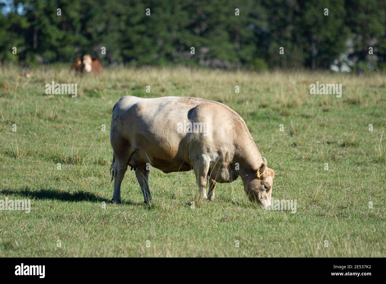 Fat pasture -Fotos und -Bildmaterial in hoher Auflösung – Alamy