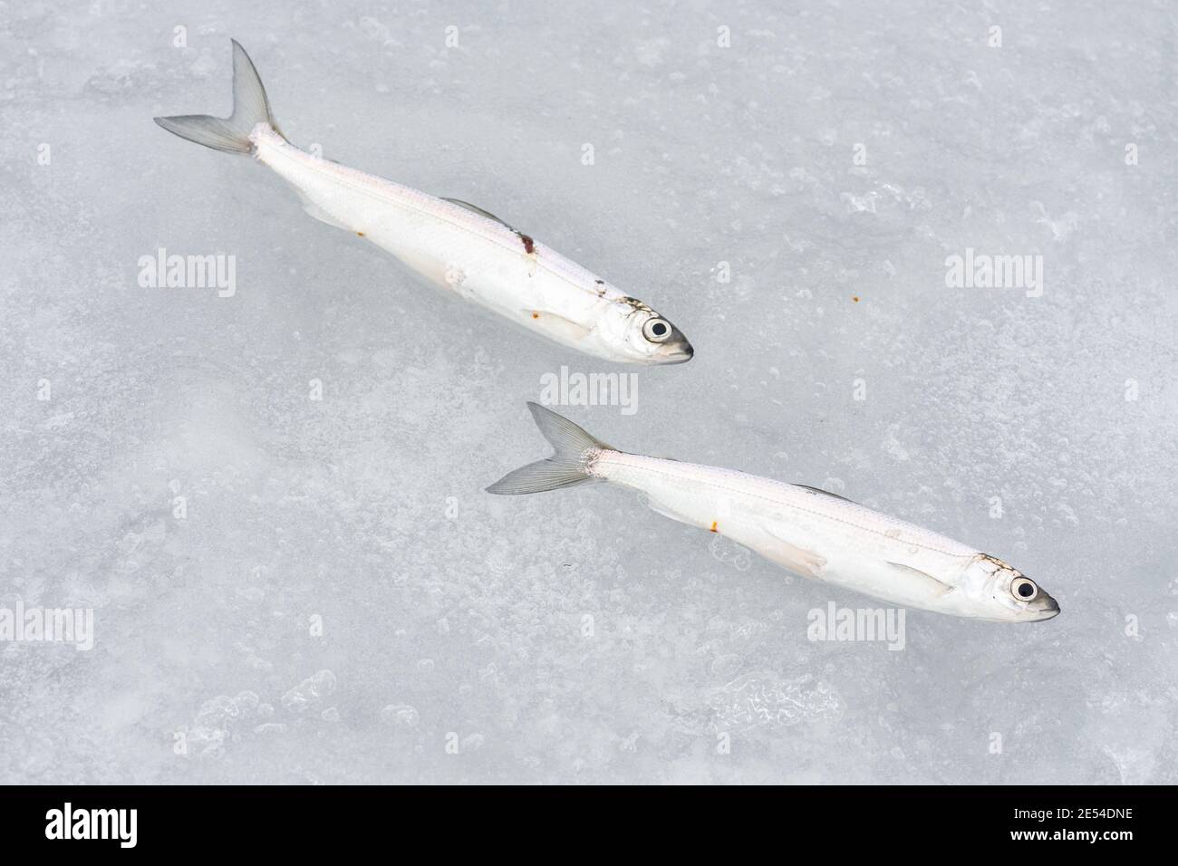 Frostiger fisch -Fotos und -Bildmaterial in hoher Auflösung – Alamy