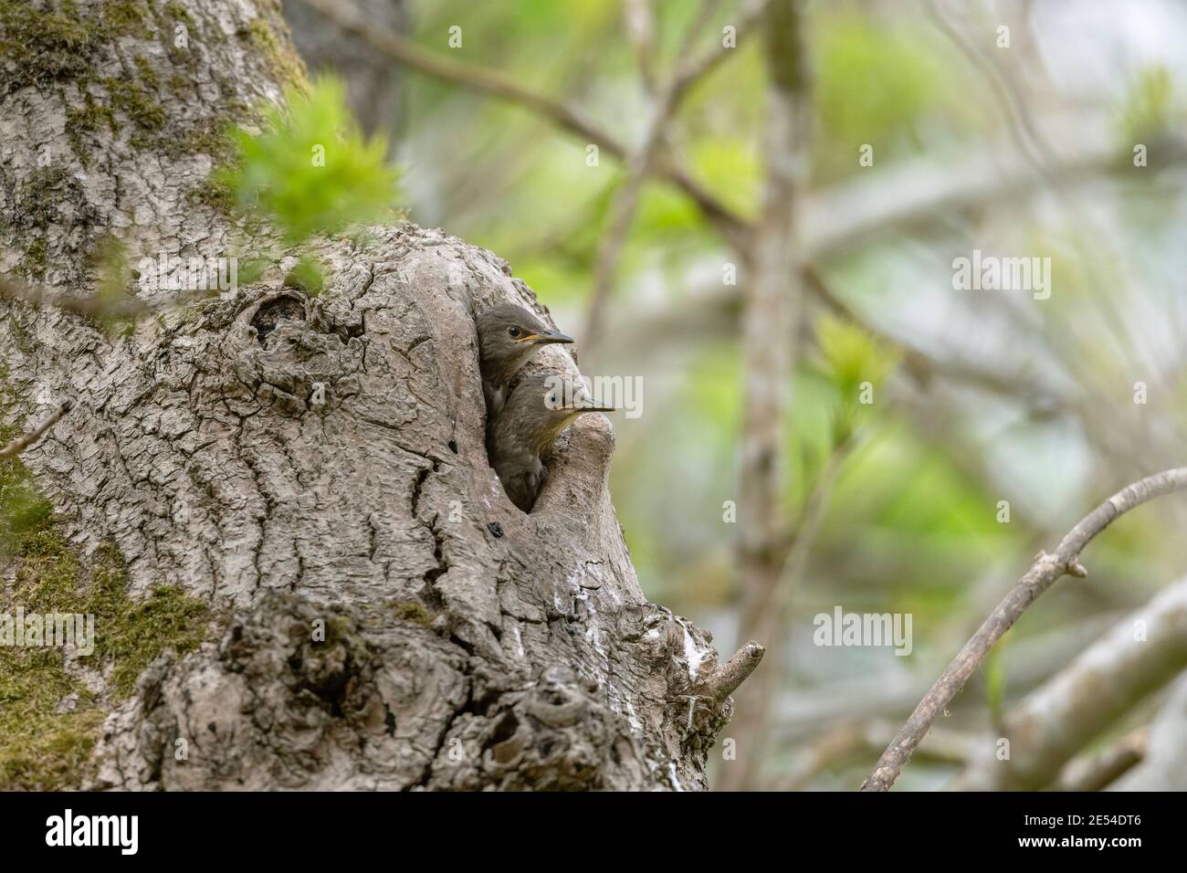Starling nest -Fotos und -Bildmaterial in hoher Auflösung – Alamy