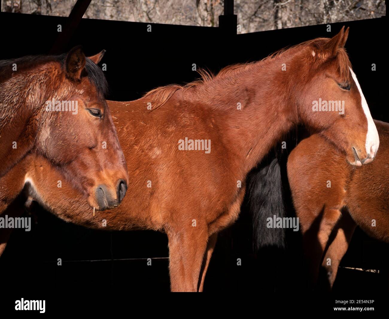 Pferde baden -Fotos und -Bildmaterial in hoher Auflösung – Alamy